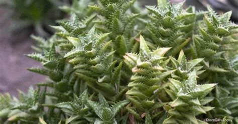 Aloe Squarrosa Growing and Care