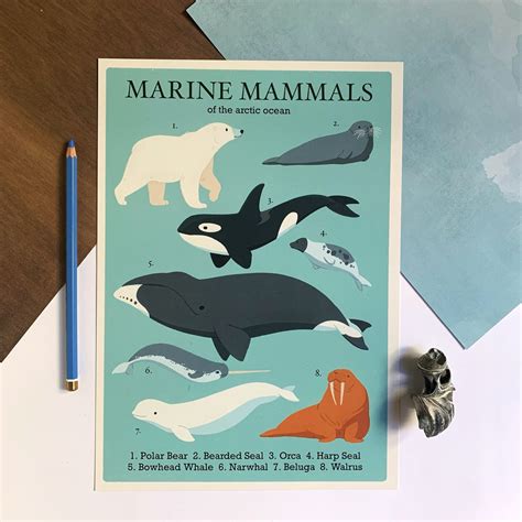 Arctic Marine Mammals Natural History Poster Print Etsy