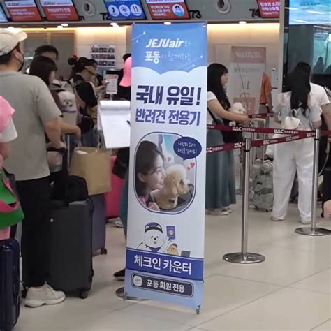 제주도 왕복 비행기 75만원인데 좌석 완판된 이유  인스티즈 Instiz 이슈 카테고리