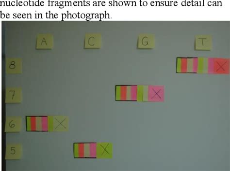 Figure 2 From A Simulation Of Dna Sequencing Utilizing 3m Post It R