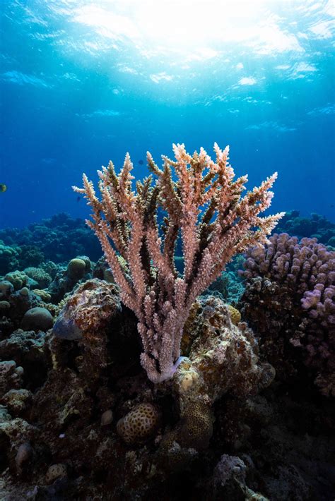 A Natural History Of The Red Sea And The Uncertain Future Of Its Corals Research News