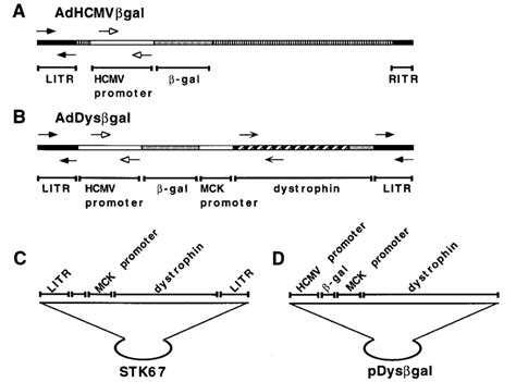Diagram Of First Generation Adenoviral Vector Adhcmvb Gal A