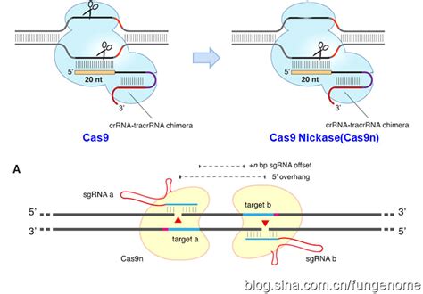 基因编辑技术crisprcas9系统的发现历史和应用 泛基诺