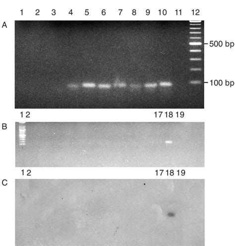 Analysis Of The Presenceabsence Of Medfly Ssr Loci In Ceratitis
