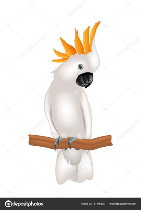 Mollucan Cockatoo Parrot On Branch Exotic Bird With Crest Isolated