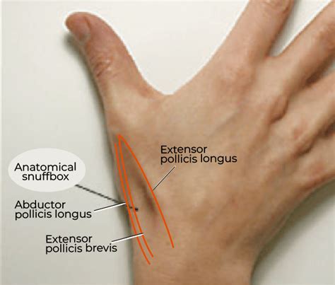 Gross Anatomy Posterior Forearm Muscles Ditki Medical And Biological