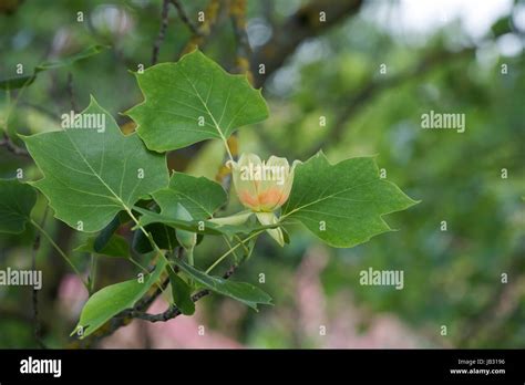 Liriodendron Tulipifera Fastigiatum Flowering Tulip Tree Flower Stock