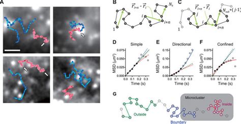 Multi Color Single Molecule Tracking And Subtrajectory Analysis For Quantification Of