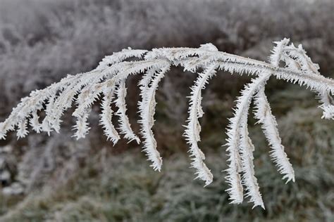 무료 사진 감기 프 로스트 아이스 크리스탈 과수원 매 화 트리 겨울 냉동 시즌 지점