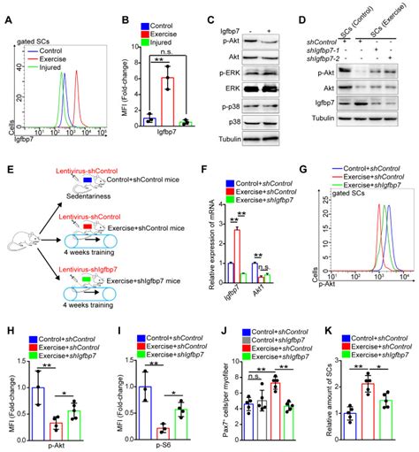 Exercise Protects Proliferative Muscle Satellite Cells Against