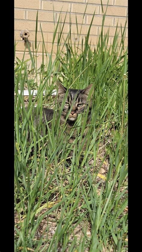 Wild Kitty R Cats