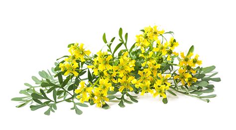 Rue Sources Health Benefits Nutrients Uses And Constituents At