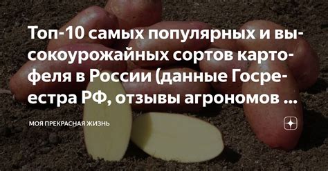 Топ 10 самых популярных и высокоурожайных сортов картофеля в России данные Госреестра РФ
