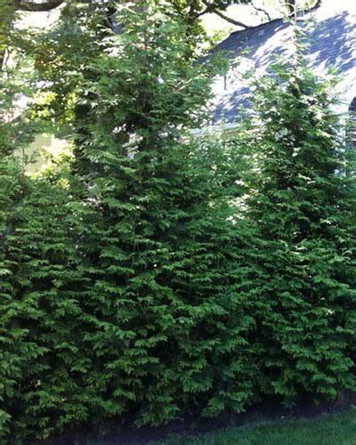 14 Arborvitae Trees For Privacy World Of Garden Plants