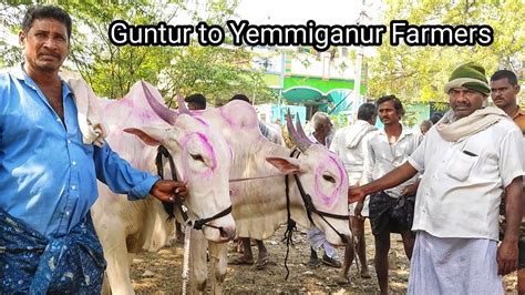 Kilara Oxes Videos Yemmiganur Guntur To Yemmiganur Farmers Bulls