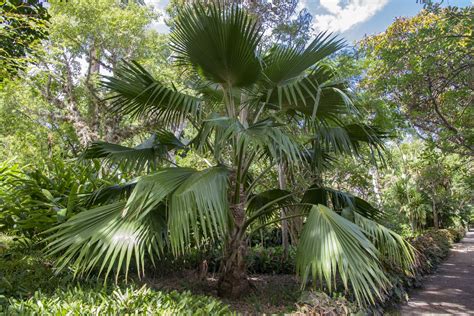 Palm Free Stock Photo Public Domain Pictures