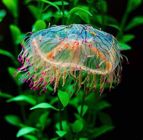 Flower Hat Jellyfish Olindias Formosus Album On Imgur