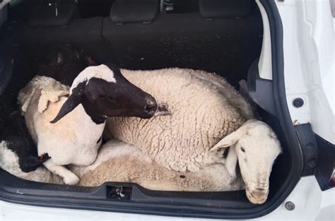 Five People Arrested In Northern Cape For Stolen Sheep And Car