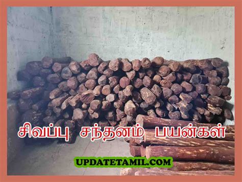 சிவப்பு சந்தனம் பயன்கள் Red Sandalwood In Tamil Update Thamizha