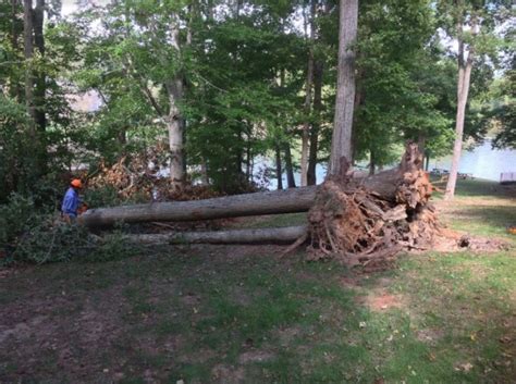 Tree Removal Contractor In Alexandria VA Alexandria Tree Services