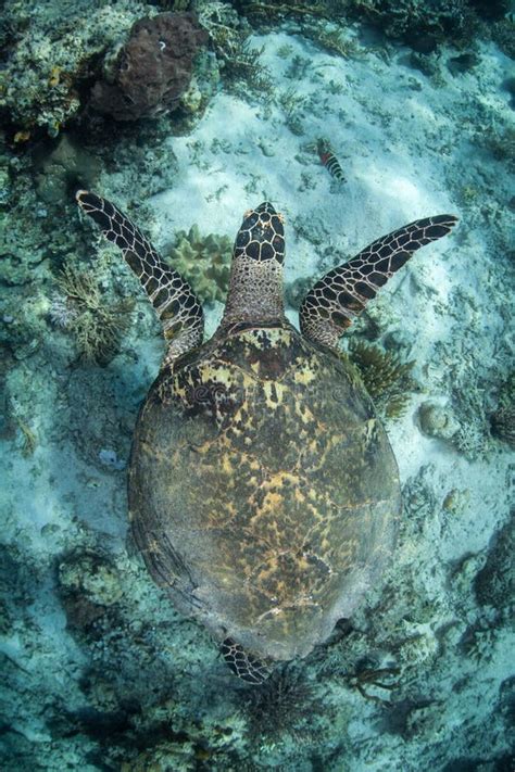 Hawksbill Sea Turtle Swimming Over Seafloor Stock Image Image Of Bali