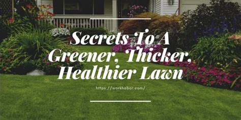 Lawn Care Tips For A Greener Thicker Healthier Lawn Workhabor