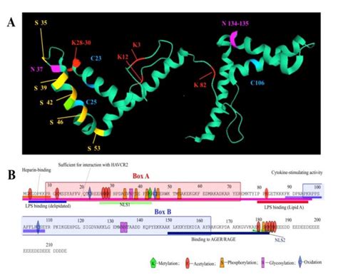 Ijms Free Full Text Functional Diversity Of Non Histone Chromosomal