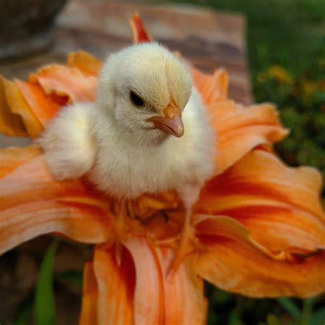 About Serama Chickens Tiny Chickens With Huge Personalities
