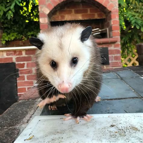 Awesome Possum Marsupial Opossum Ferrets Wierd Wombat Hedgehogs