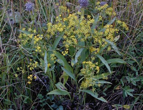 Bupleurum Falcatum Chinese Thoroughwax