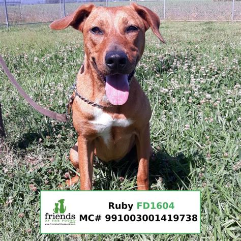 Ruby Adopted Friends Of The Pound