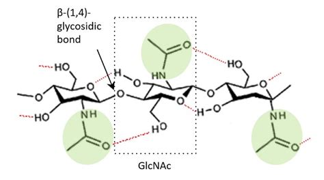 Chitin Structure Glcnac Monomers Are Linked Via β 1 4 Glycosidic