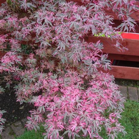 Klon Palmowy Butterfly Iglastepl Wysyłkowy Sklep Z Roślinami