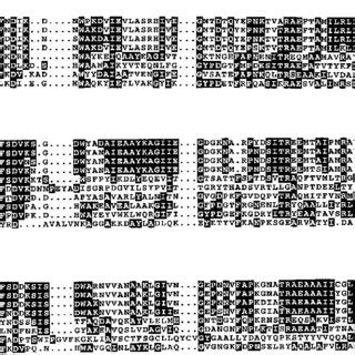 Alignment Of The C Terminal Repeats From Eight Extracellular Enzymes Download Scientific