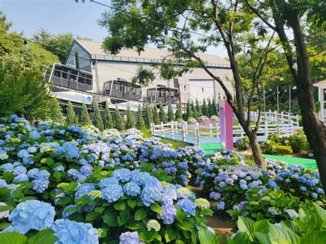 울산 가볼만한곳 장생포 고래문화마을 수국축제 오늘 오전 다녀온 따끈 후기 0609 네이버 블로그