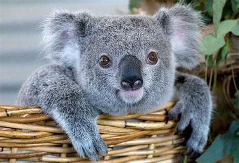 树懒和考拉的区别，树懒有脚但懒的走路（考拉每天睡18小时）