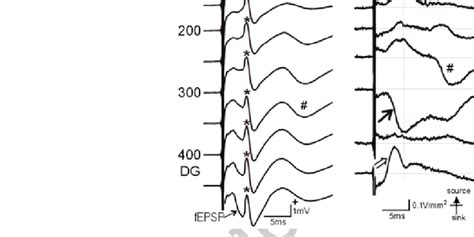 Current Source Density Csd Analysis Of The Ca1 Field Evoked By Medial