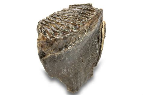 63 Fossil Juvenile Woolly Mammoth Molar Siberia 259868 For Sale