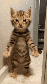 Dancing Kitten Headphones Gif Dancing Kitten Headphones Dance Discover Share Gifs