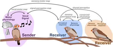 An Outline Of Mappings Between Perceptual Acoustic And Physiological Download Scientific