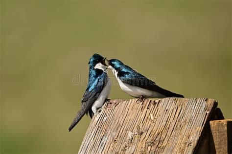 Ttwo Male Tree Swallows Fighting Over Territory Stock Image Image Of Marsh Feathers 382949699