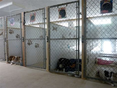 Dog Boarding Sarasota Just4paws Pet Boarding In Sarasota
