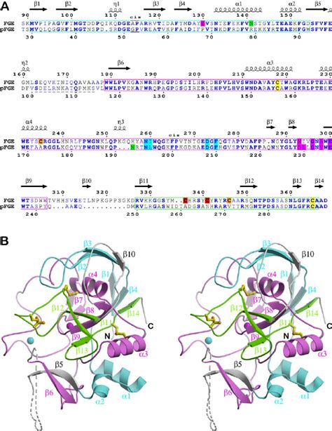 Structure Sequence Relationship Of Fge A Structure Based Sequence