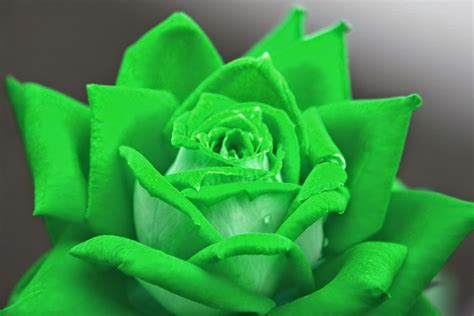 cultural snow: The green rose