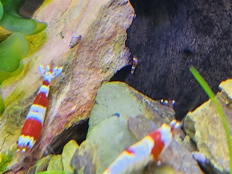 So They Appear Very Pleased With Myself This Has Been A Tricky Tank