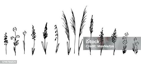 검은 윤곽선으로 손으로 그린 벡터 드로잉 야생 필드 잔디 초원 꽃 꽃 스파이크 줄기 잔디의 집합 벡터에 대한 스톡 벡터 아트 및 기타 이미지 Istock