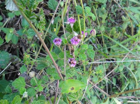 Rubus Parvifoliuspink Flowered Raspberry Paten Park Native Nursery