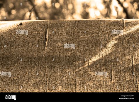 Black Tree Trunk Hi Res Stock Photography And Images Alamy