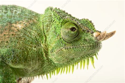 Four Horned Chameleon Stock Image C059 4608 Science Photo Library