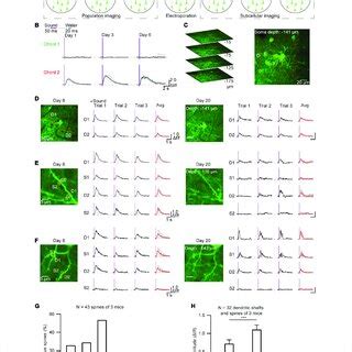 Stable Long Term Chronic Two Photon Imaging A 3D Reconstruction Of